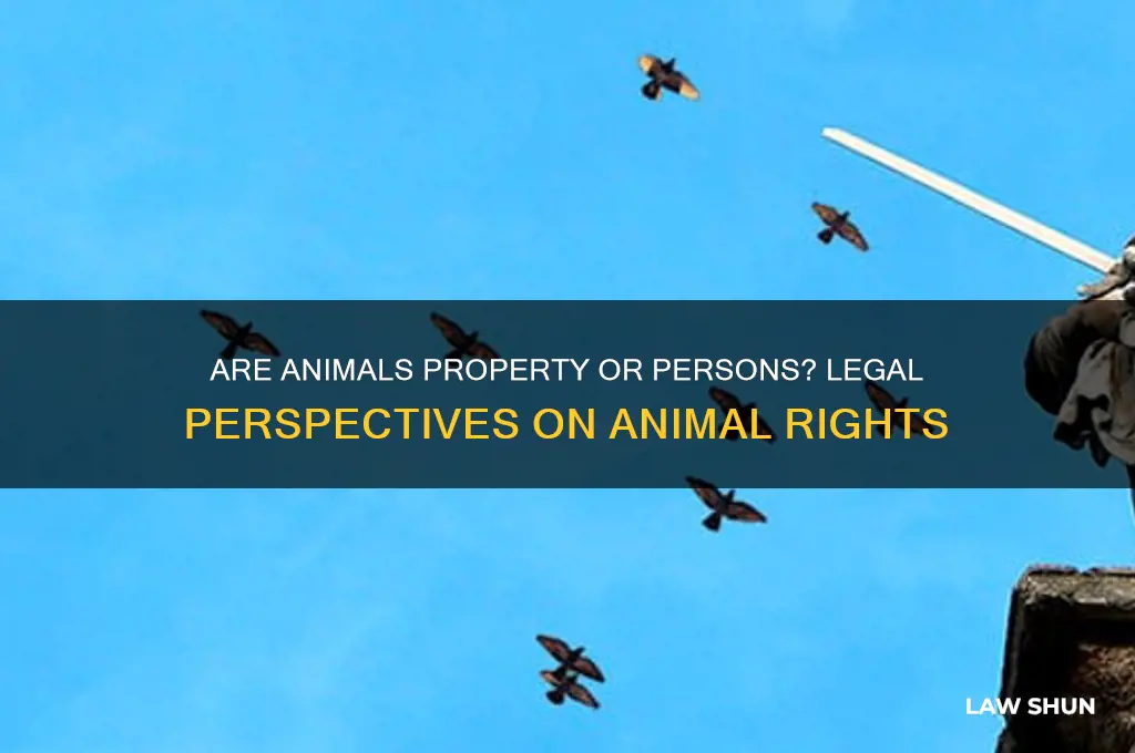 Are Animals Property Or Persons? Legal Perspectives On Animal Rights ...