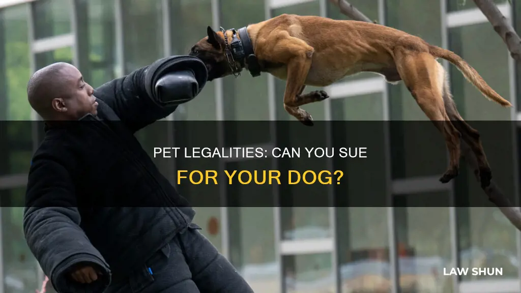 Pet Legalities: Can You Sue For Your Dog? | LawShun