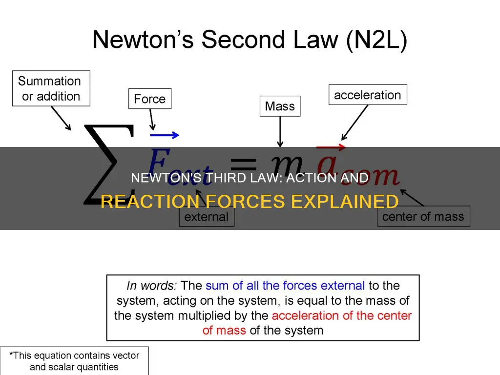 Newton's Third Law: Action And Reaction Forces Explained | LawShun