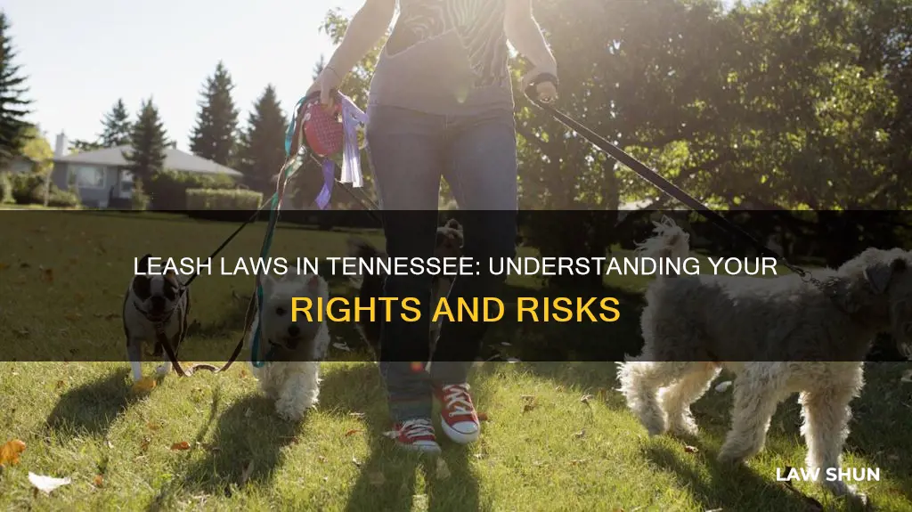 Leash Laws In Tennessee: Understanding Your Rights And Risks | LawShun