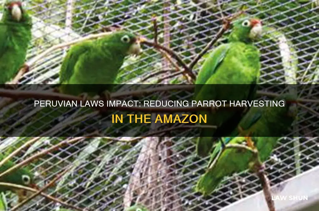 Peruvian Laws Impact: Reducing Parrot Harvesting In The Amazon | LawShun