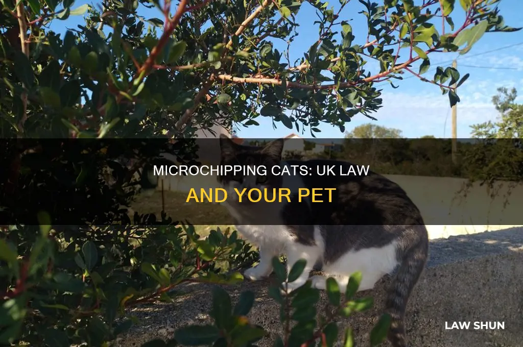 Microchipping Cats: Uk Law And Your Pet | LawShun