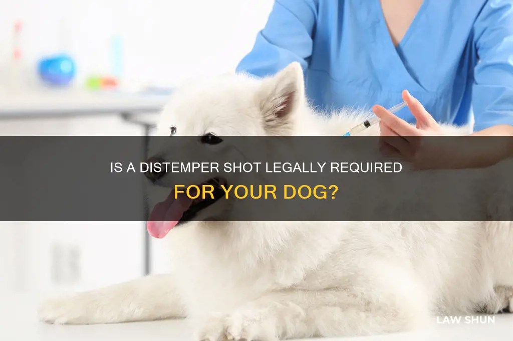 Is A Distemper Shot Legally Required For Your Dog? | LawShun