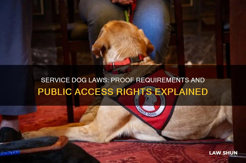 Service Dog Laws: Proof Requirements And Public Access Rights Explained ...