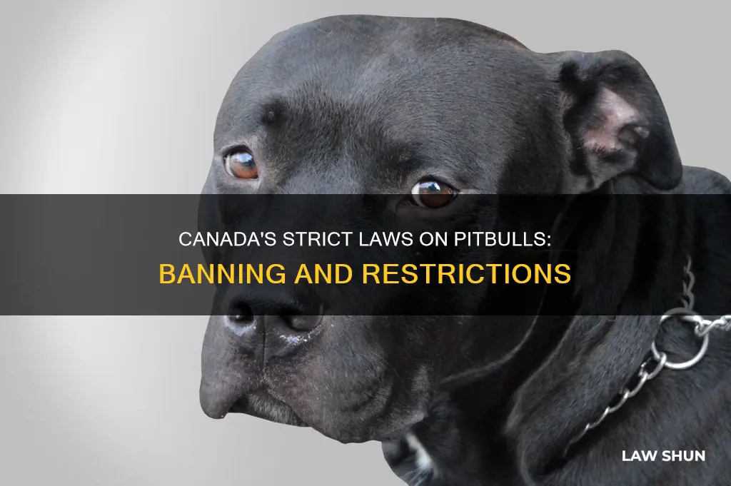 Canada's Strict Laws On Pitbulls: Banning And Restrictions | LawShun
