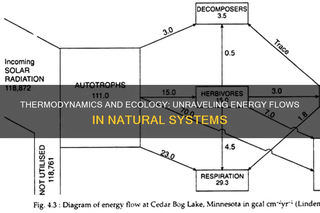 Thermodynamics And Ecology: Unraveling Energy Flows In Natural Systems ...