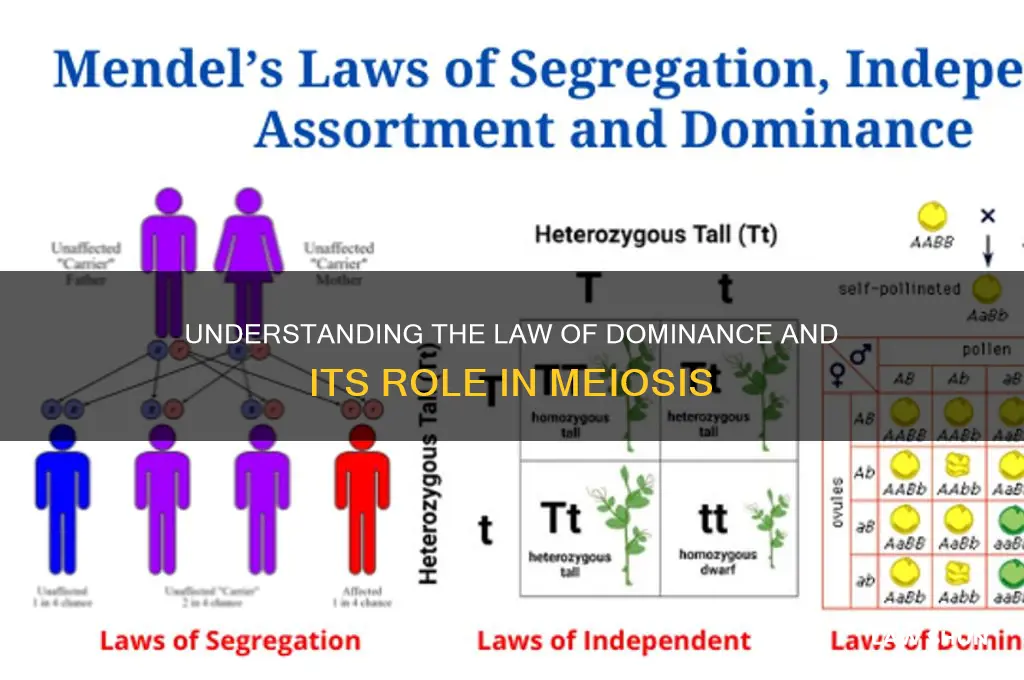 Understanding The Law Of Dominance And Its Role In Meiosis | LawShun