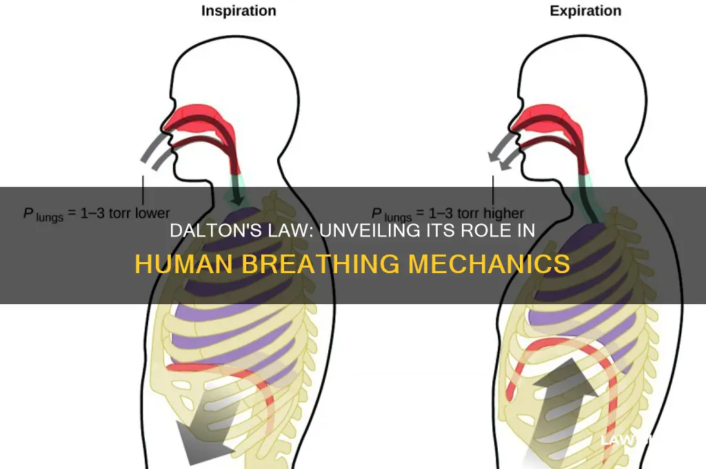 Dalton's Law: Unveiling Its Role In Human Breathing Mechanics | LawShun