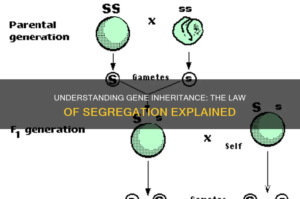 Understanding Gene Inheritance: The Law Of Segregation Explained | LawShun