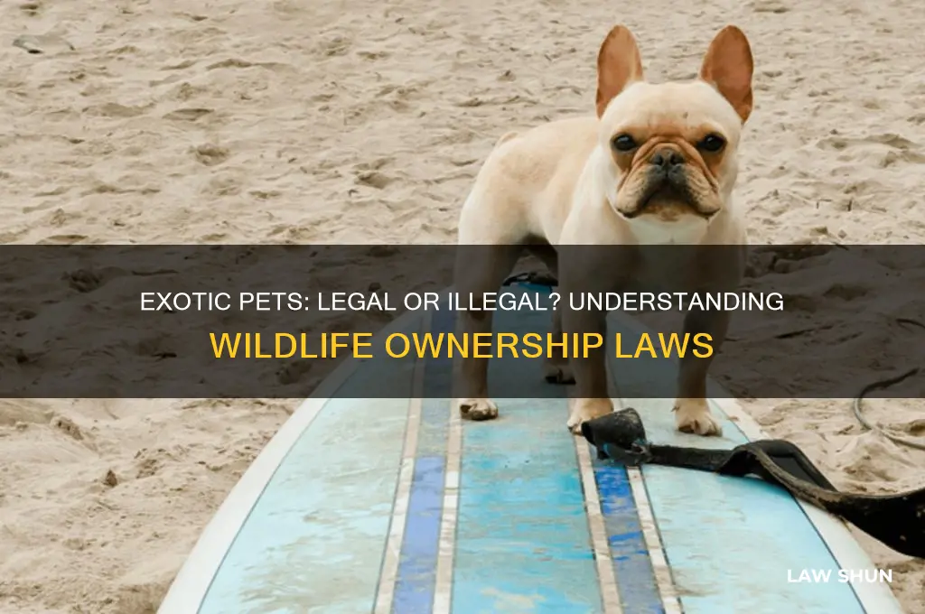 Exotic Pets: Legal Or Illegal? Understanding Wildlife Ownership Laws ...