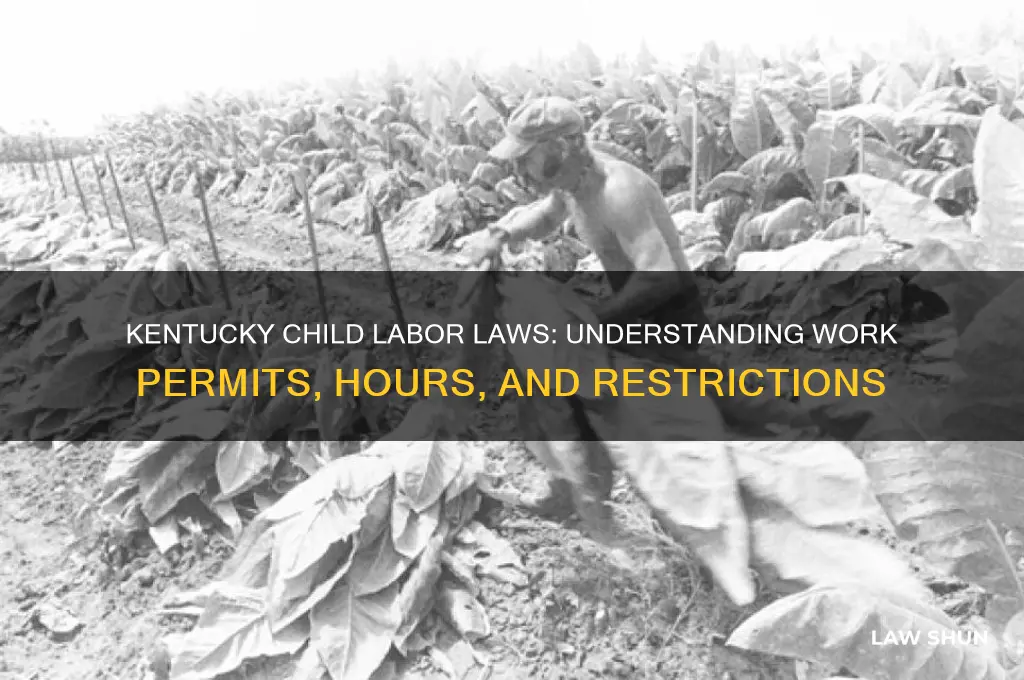 Kentucky Child Labor Laws: Understanding Work Permits, Hours, And ...