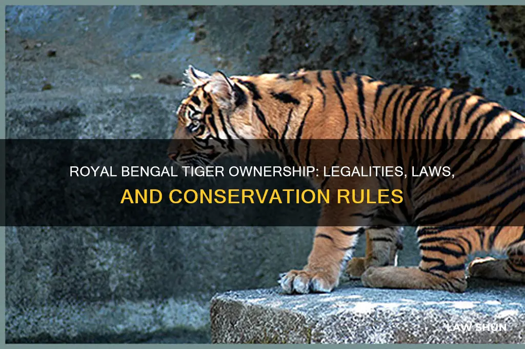 Royal Bengal Tiger Ownership: Legalities, Laws, And Conservation Rules ...