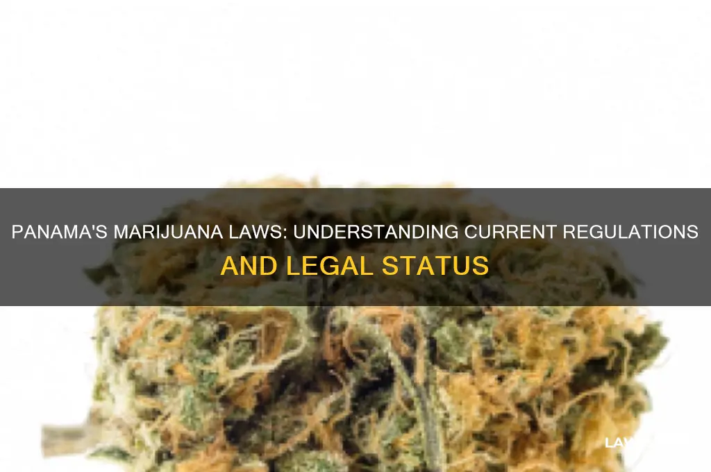 Panama's Marijuana Laws: Understanding Current Regulations And Legal ...
