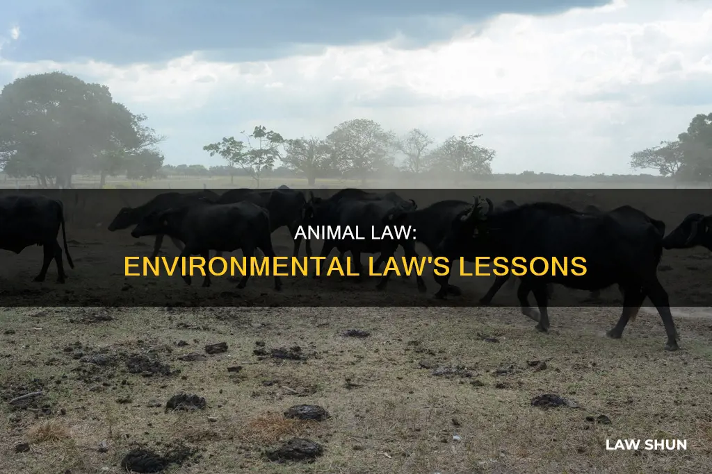 Animal Law: Environmental Law's Lessons | LawShun