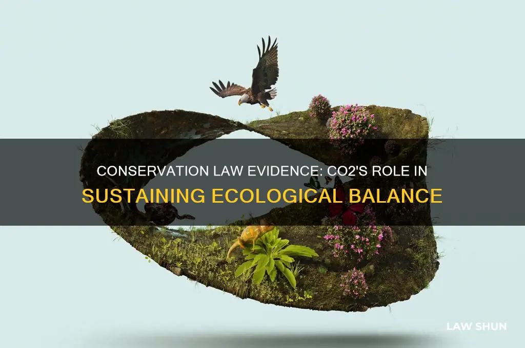 Conservation Law Evidence: Co2's Role In Sustaining Ecological Balance ...