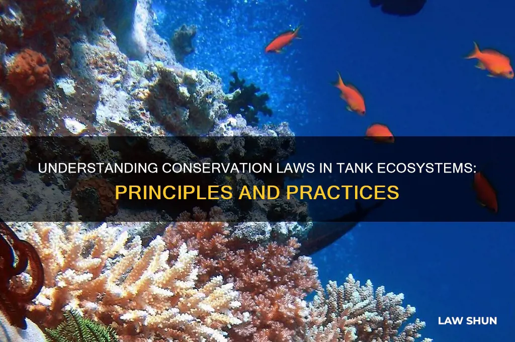 Understanding Conservation Laws In Tank Ecosystems: Principles And ...