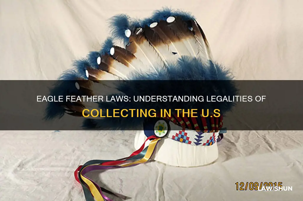 Eagle Feather Laws: Understanding Legalities Of Collecting In The U.S ...