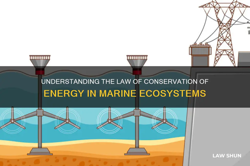 Understanding The Law Of Conservation Of Energy In Marine Ecosystems ...
