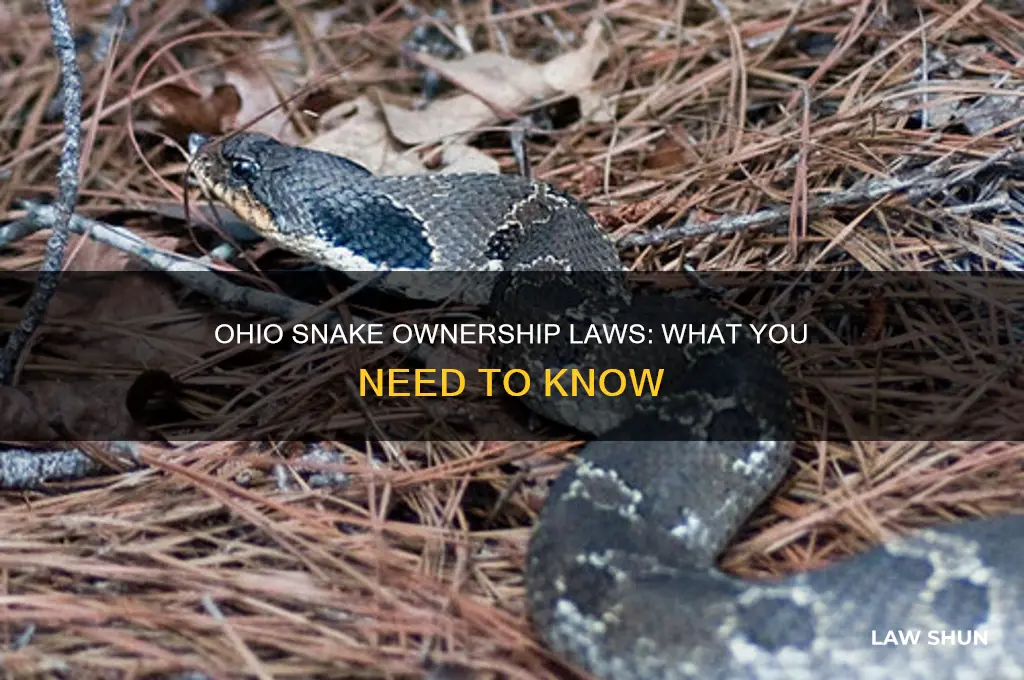 Ohio Snake Ownership Laws: What You Need To Know | LawShun