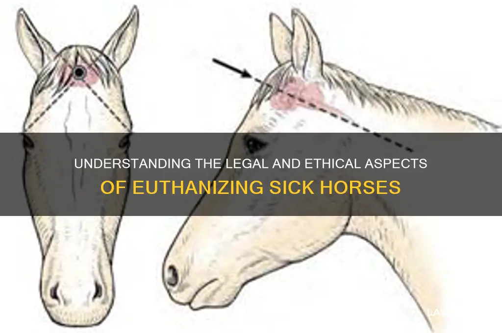 Understanding The Legal And Ethical Aspects Of Euthanizing Sick Horses ...
