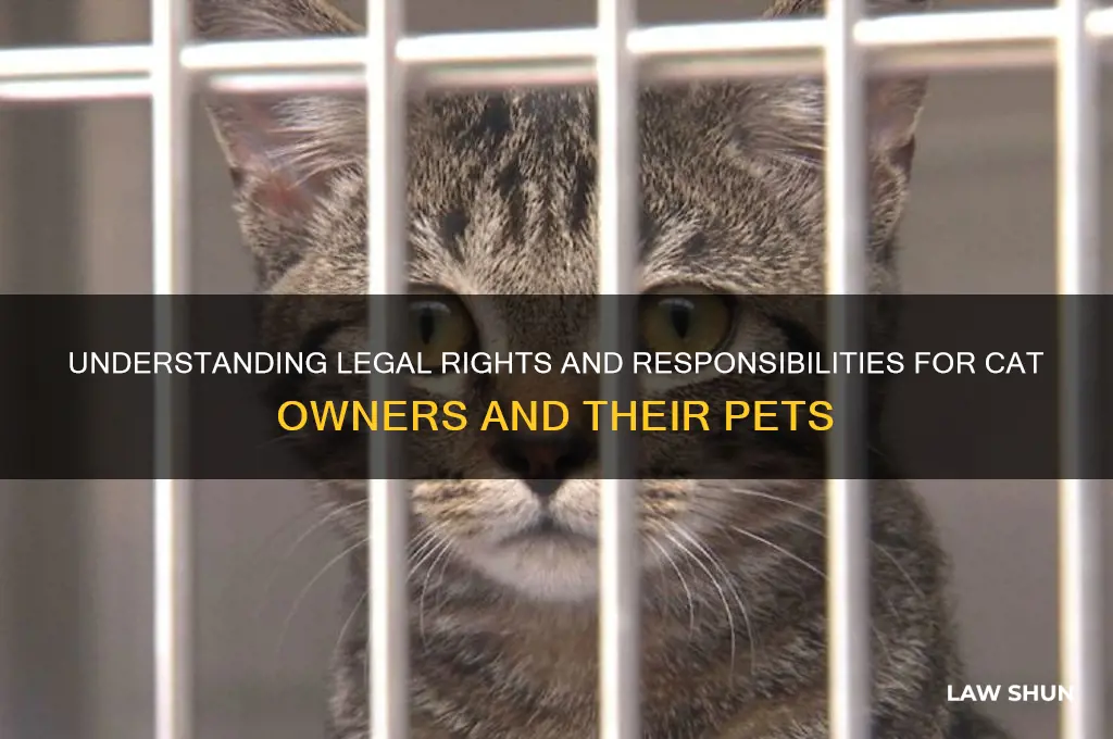 Understanding Legal Rights And Responsibilities For Cat Owners And ...