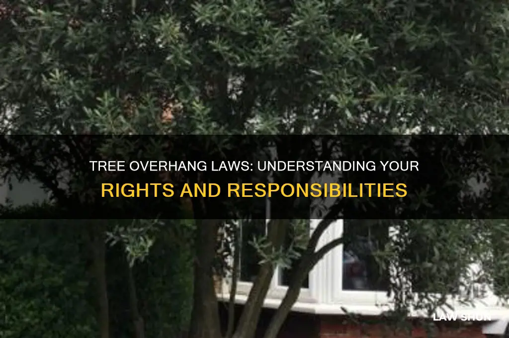 Tree Overhang Laws: Understanding Your Rights And Responsibilities ...