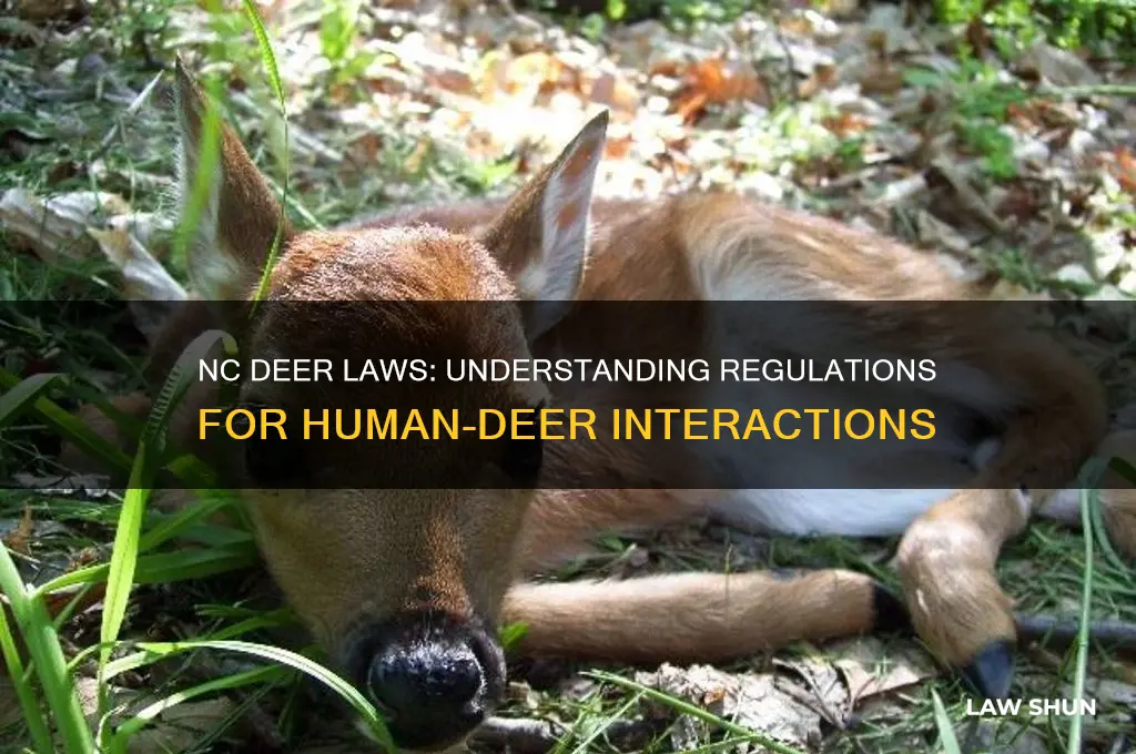 Nc Deer Laws: Understanding Regulations For Human-Deer Interactions ...