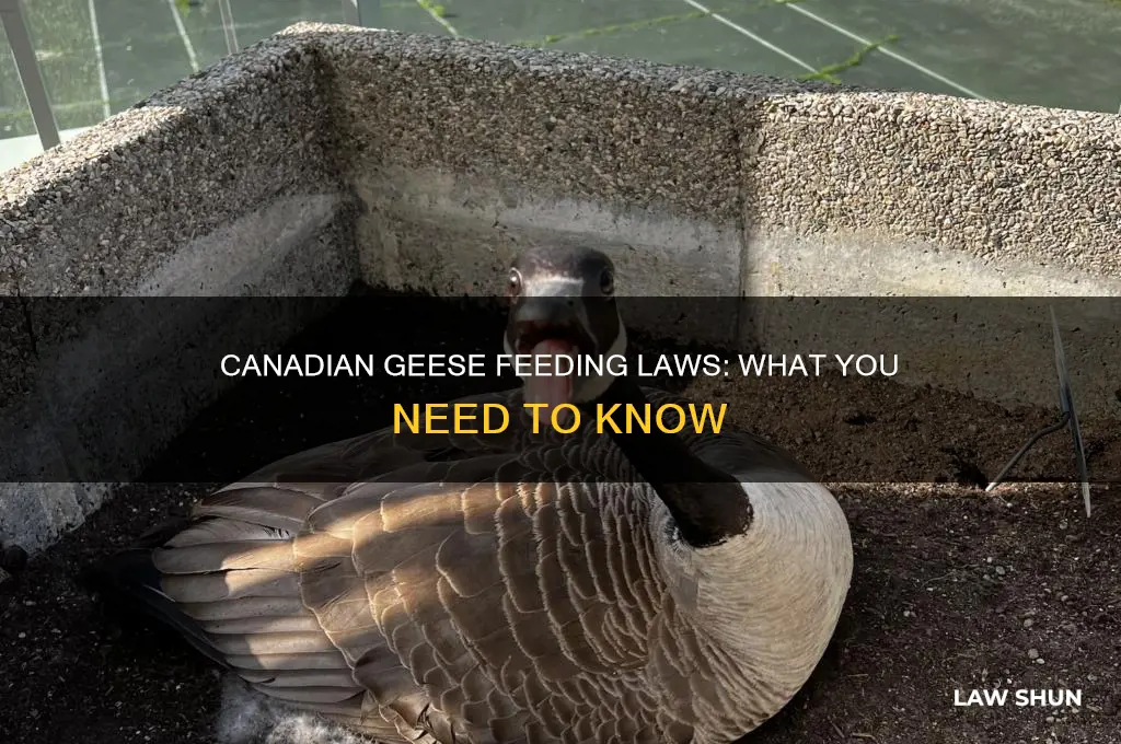 Canadian Geese Feeding Laws: What You Need To Know | LawShun