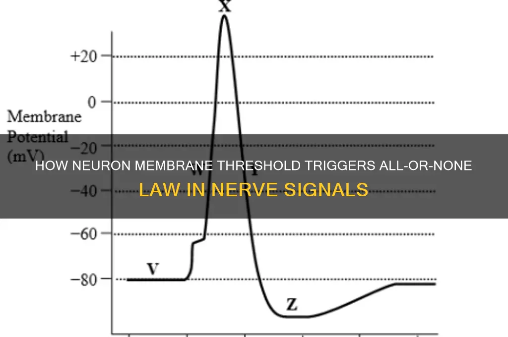 How Neuron Membrane Threshold Triggers All-Or-None Law In Nerve Signals ...