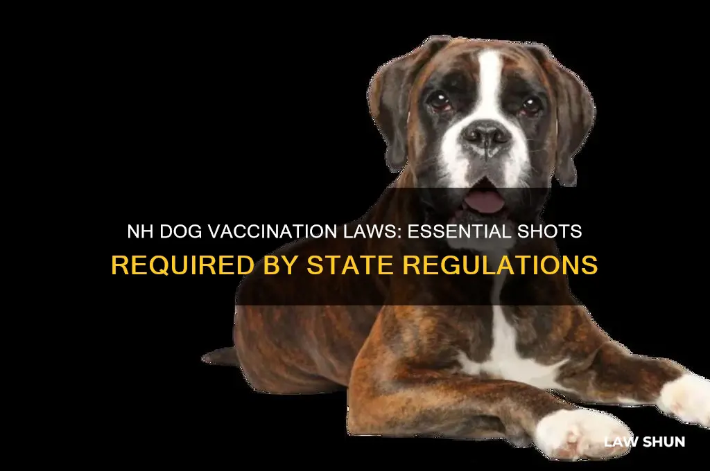 Nh Dog Vaccination Laws: Essential Shots Required By State Regulations ...