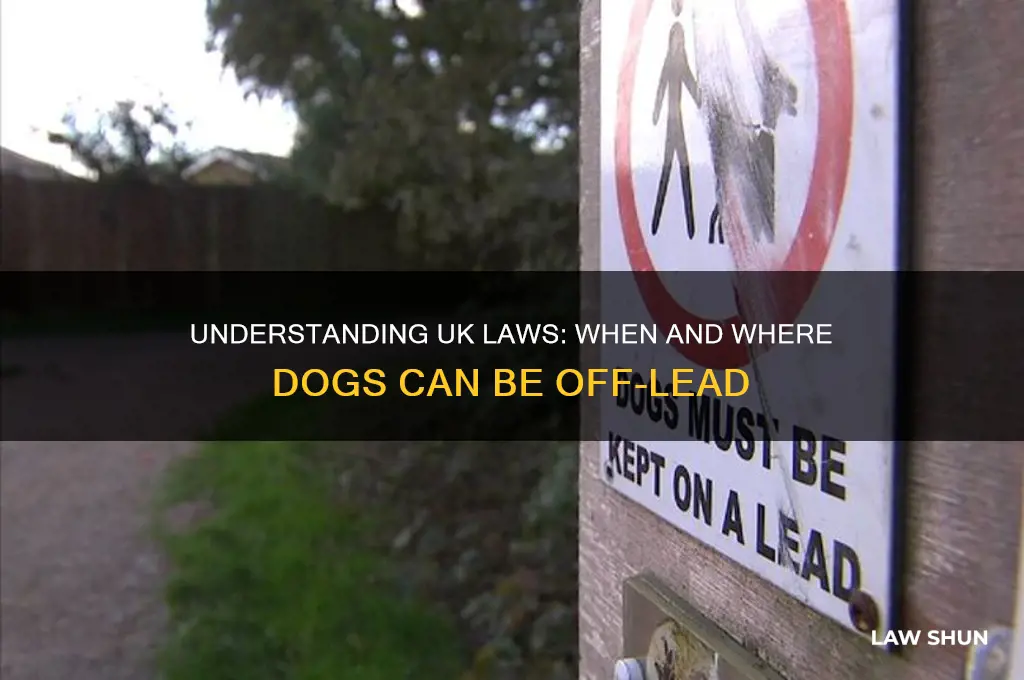 Understanding Uk Laws: When And Where Dogs Can Be Off-Lead | LawShun