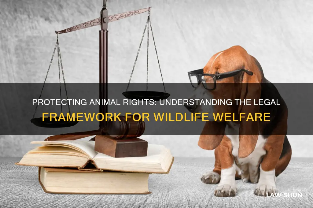 Protecting Animal Rights: Understanding The Legal Framework For ...