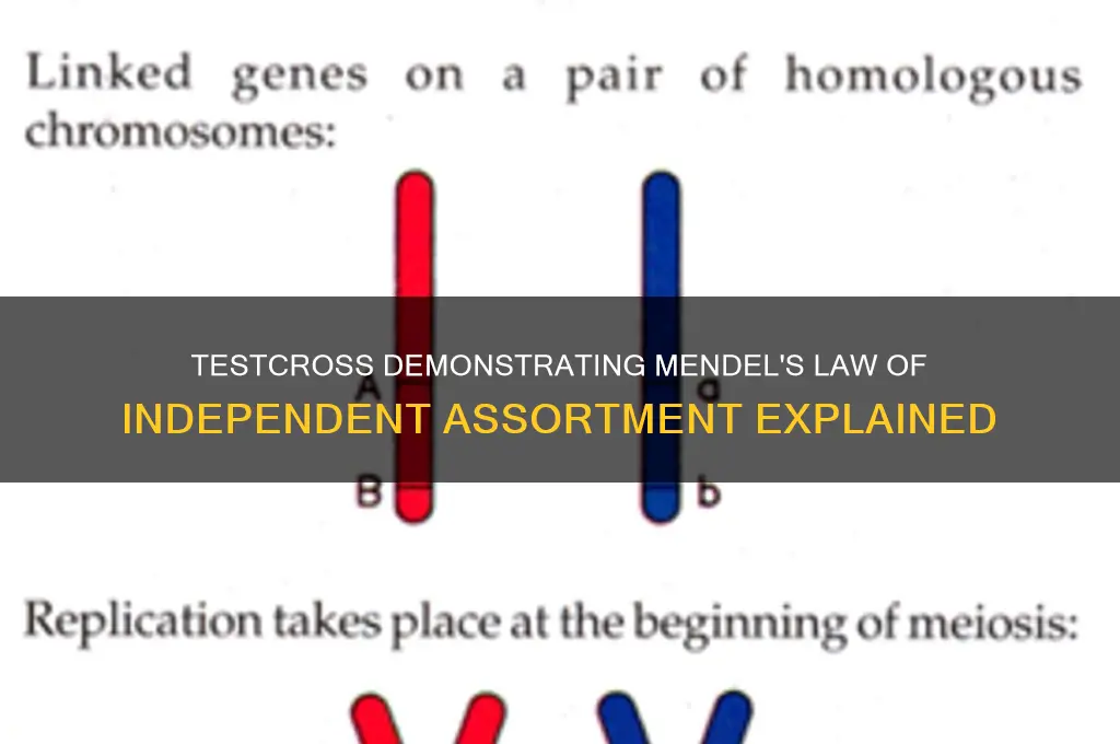 Testcross Demonstrating Mendel's Law Of Independent Assortment ...