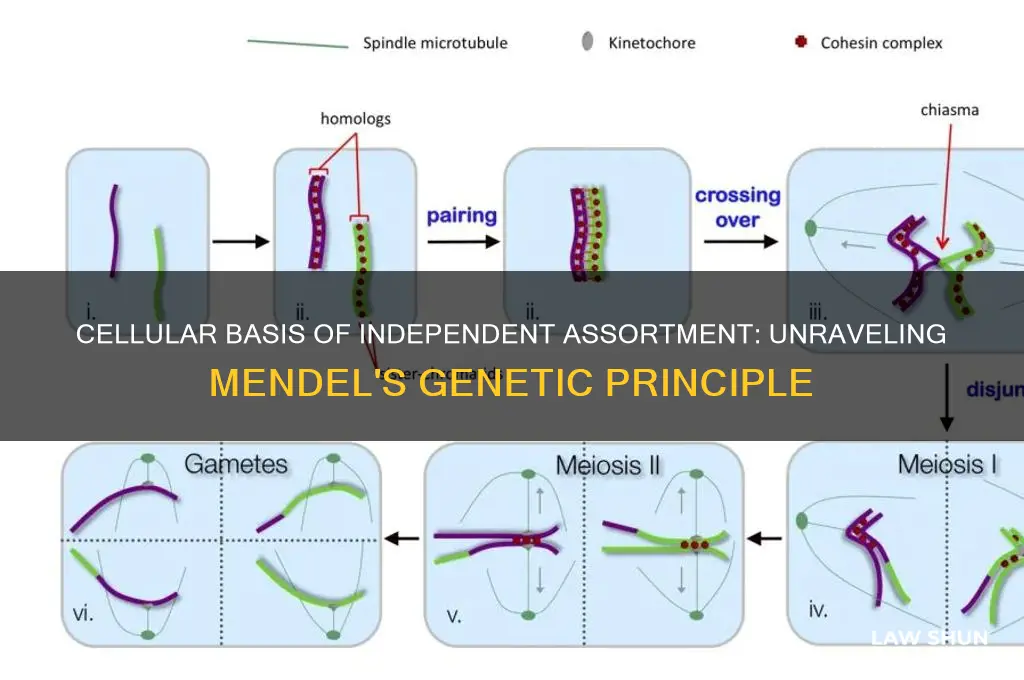 Cellular Basis Of Independent Assortment: Unraveling Mendel's Genetic ...