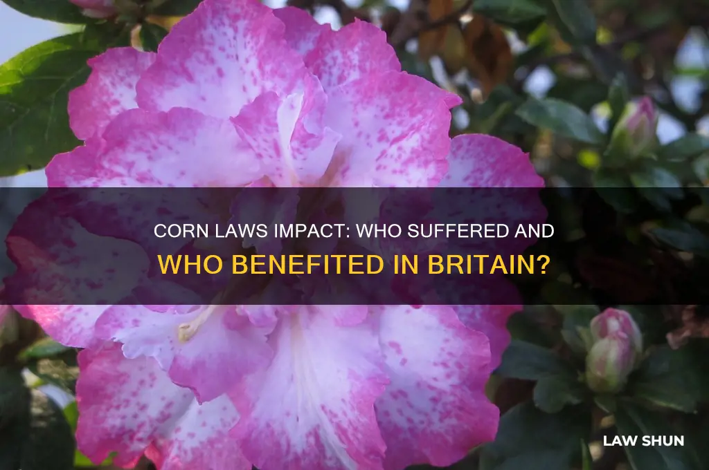 Corn Laws Impact: Who Suffered And Who Benefited In Britain? | LawShun